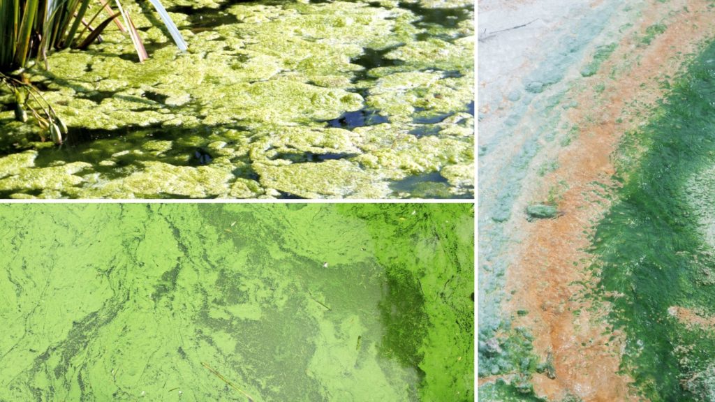 Satellite-based Algae Detection Technology | Tigernix Australia