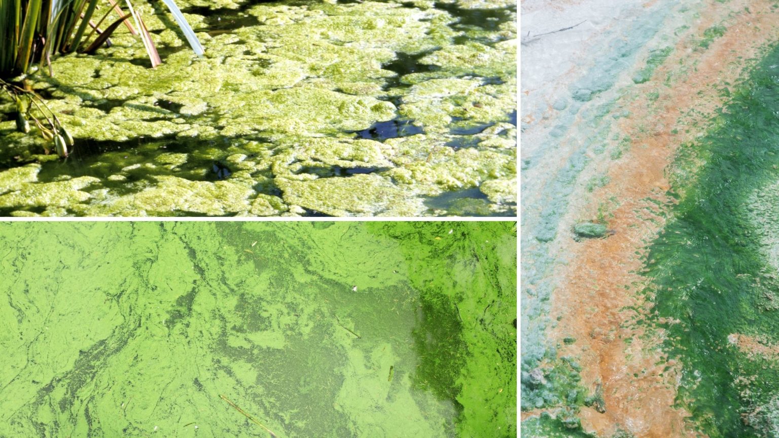 Satellite-based Algae Detection Technology | Tigernix Australia