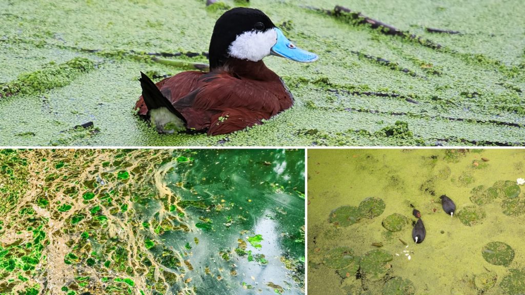 Satellite-based Algae Detection Technology | Tigernix Australia