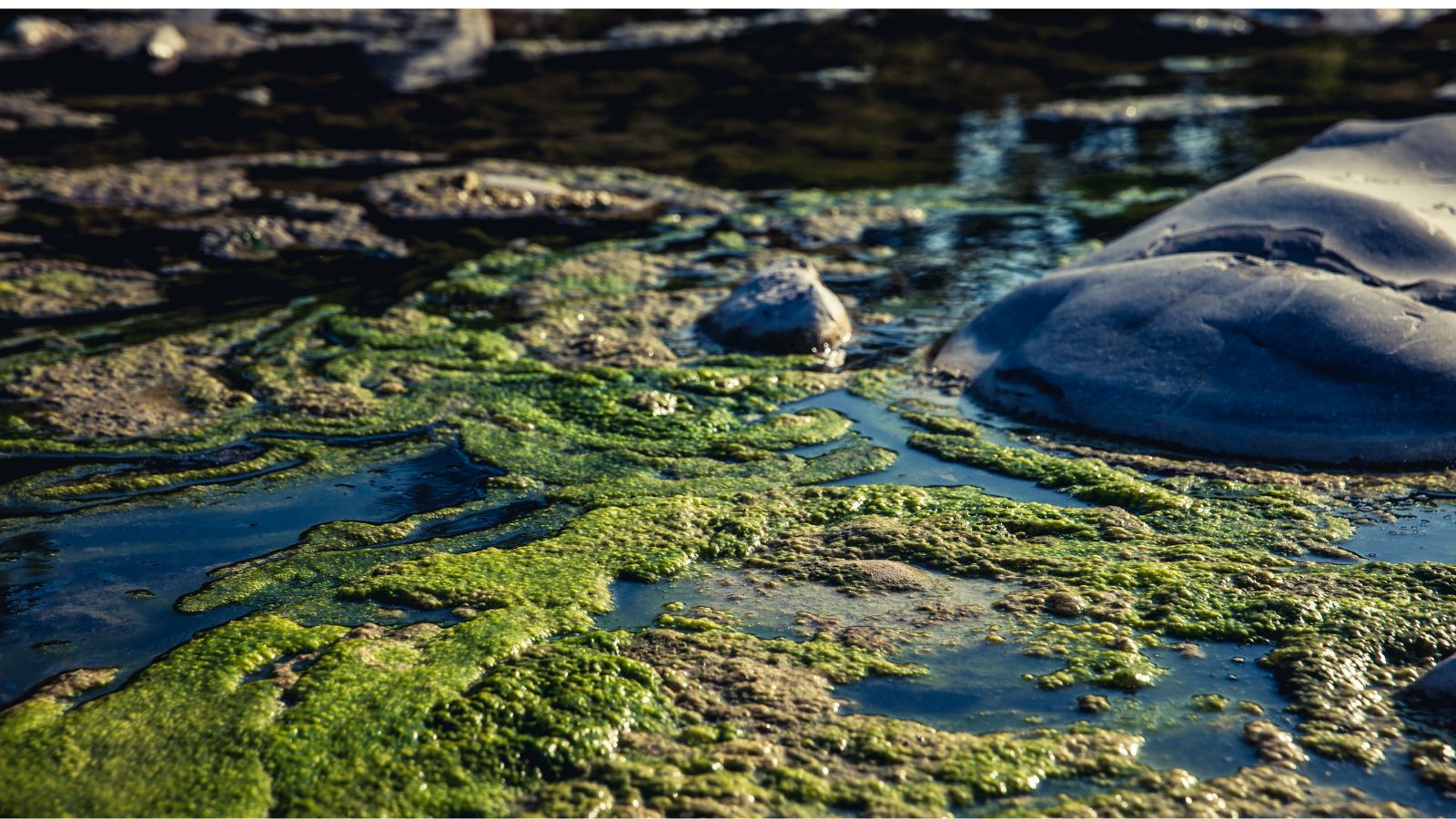 Cyanobacteria Algae