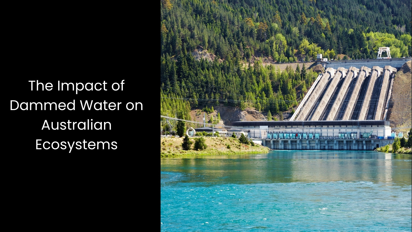 The Role of Dammed Water in Australia | Tigernix Australia