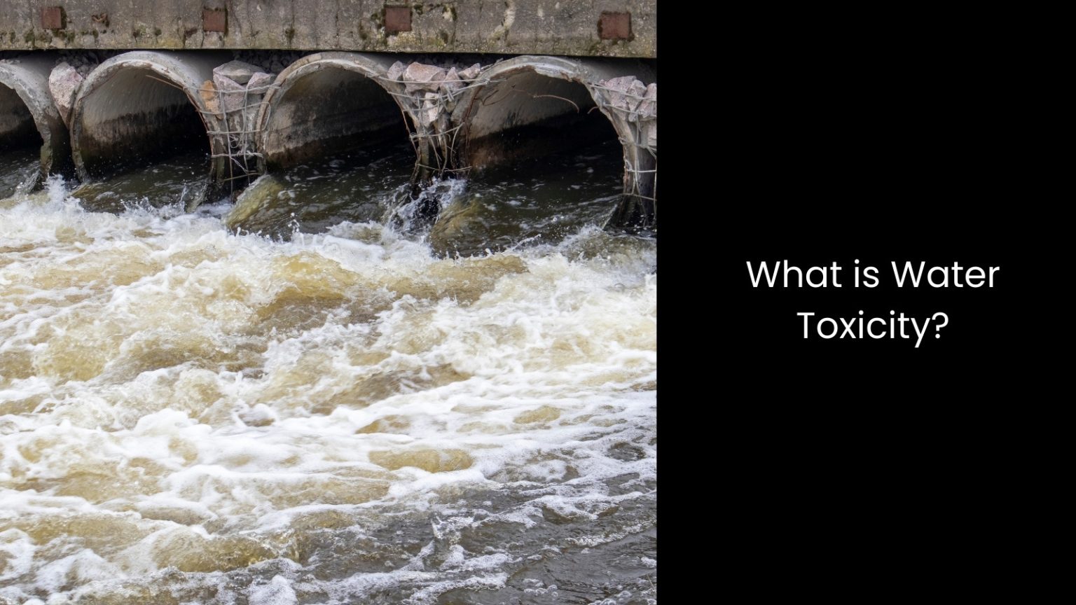 Why Water Toxicity is a Growing Concern for the Wastewater Industry ...